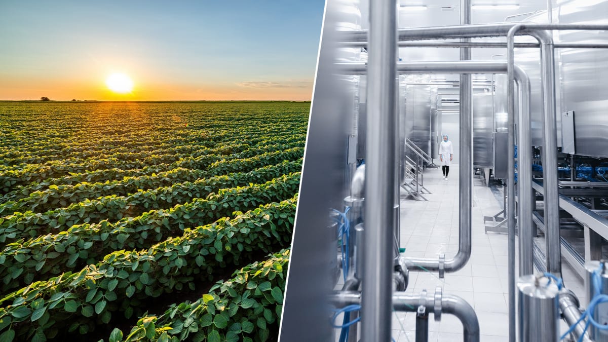 Increasing process efficiency in plant-based food production ...